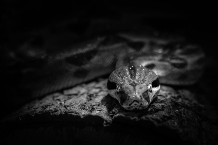 Setters y Getters en Python: Guía Completa para la Encapsulación. Setters y Getters en Python: Guía Completa para la Encapsulación.