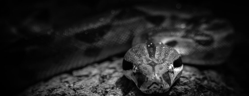 Estructuras de Control en Python: If, For, While y Excepciones